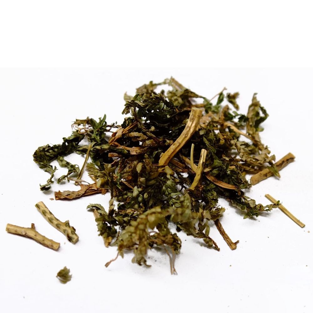 SHI SHANG BAI/DI BAI ZHI - Herba Selaginellae - Planeta Verd